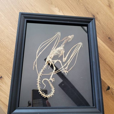 Sphinx Skeleton, Curiosity Cabinet - Etsy