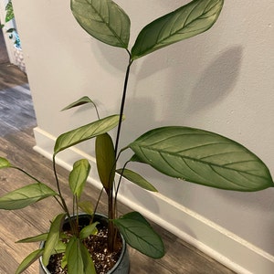 Drimiopsis Maculata Aka African Hosta - Etsy