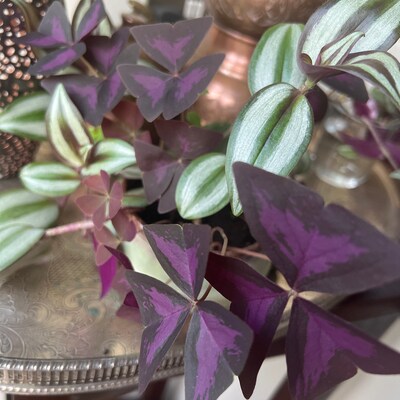 20 X Oxalis Triangularis Purpurea Bulbs. .purple Butterfly Plant Easy ...