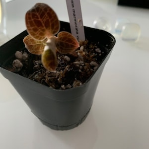 Ludochilus Sea Turtles Jewel Orchid - Etsy