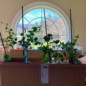 CAROLINA JASMINE Fragrant Swamp Jessamine Yellow Spring Flowering Vine ...