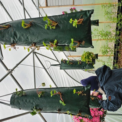 5 Raspberry Plants Joan J Completely Thornless, Everbearing, High ...