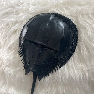 Atlantic Horseshoe Crab Shell With Tail and Legs Intact Naturally ...