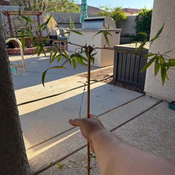 Bambusa “lady Finger” Clumping, Non-invasive Bamboo Plant – Large 1 ...