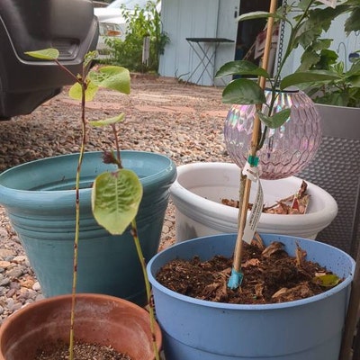 Luna & Moth Food Sweet Gum Leaves Liquidambar Styraciflua Host Plant - Etsy