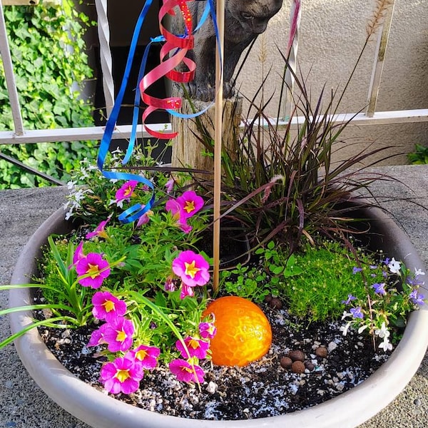 Southern Red Oak Tree (quercus Falcata) Seeds - NEW FOR FALL 2024 - Etsy