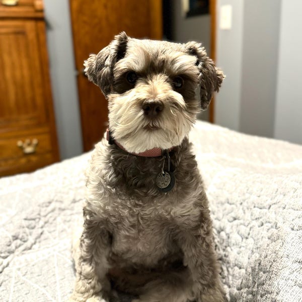 Mini Dog Tag for Dogs, the Bean, Dog Tag, Kidney Bean, Personalized ...