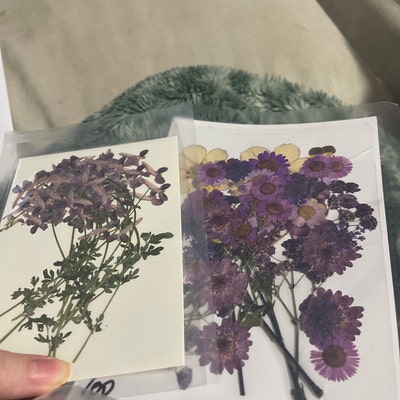 Pressed Flowers12 Pcs/pack,pressed Flowers,purple Real Pressed.pansy ...