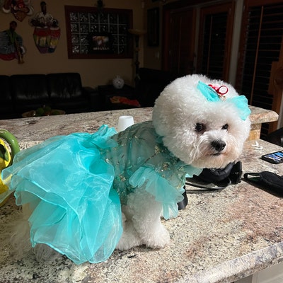 Dog Halloween Costume Inspired From White Rabbit Alice in Wonderland ...