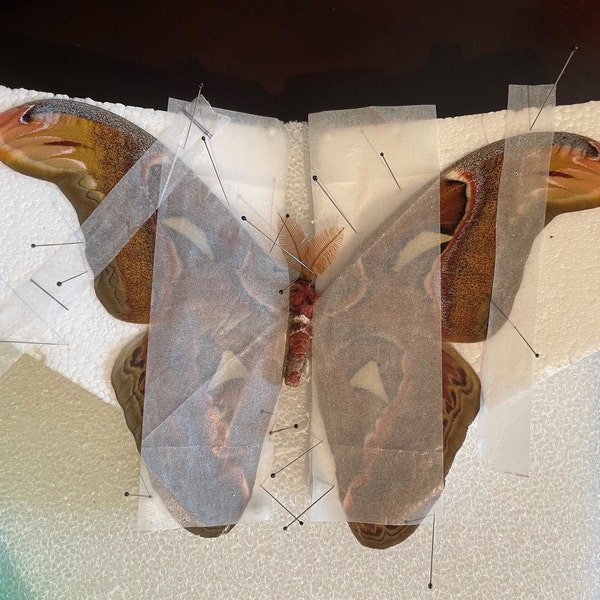 Attacus Atlas Moth Papered Specimen MALE and FEMALE Spcimens, Real ...