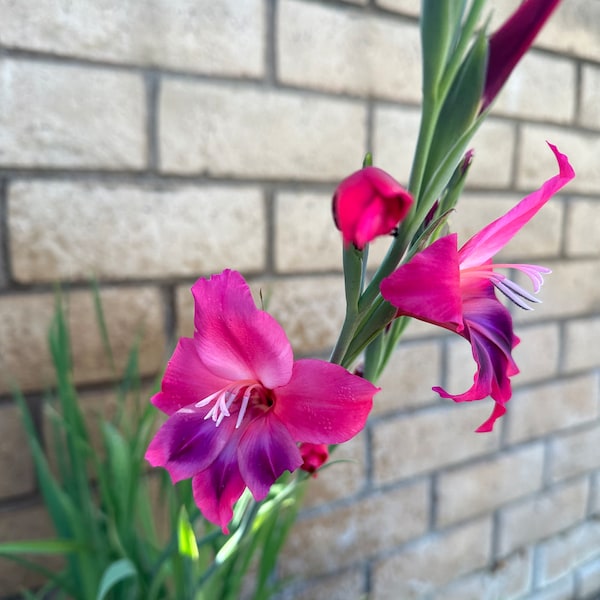 Hardy Gladiolus Volcano 10 Bulbs - Flowers Bloom Spring to Summer in ...