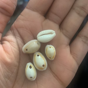 Paper Fig Shell 5 1 Piece - Etsy