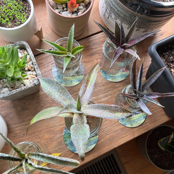 Aloe Hybrid: Raspberry Ruffles Plant 6" to 8" Wide Easy to Grow ...