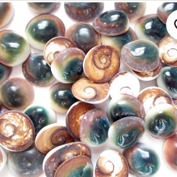 Shiva Seashells-green Cat Eye Shells-seashells for Crafting-seashells Supplies-small Shells ...