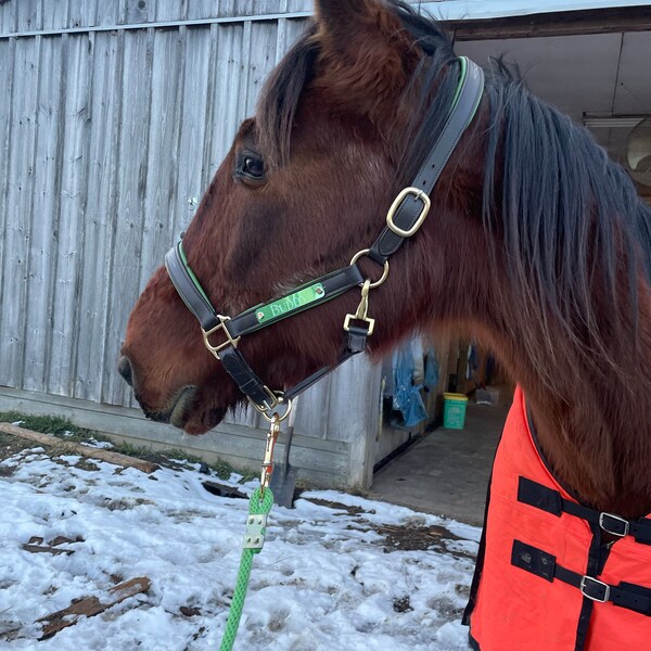 Stall Name Plate Slider Set & Single Plates Only - Bold Lamacoid ...
