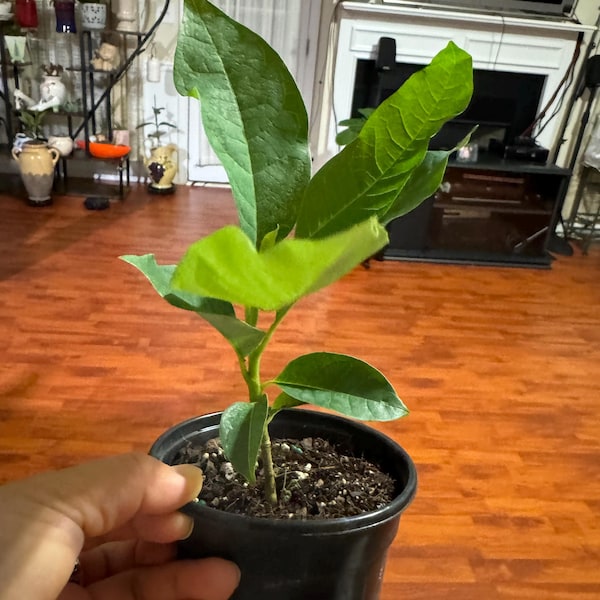 Yellow Flower, Magnolia Champaca, Michelia Champaca in 6" or 4" Pot ...