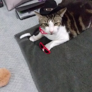 Cat Fashion Glasses Sunglasses Cool Trendy - Etsy