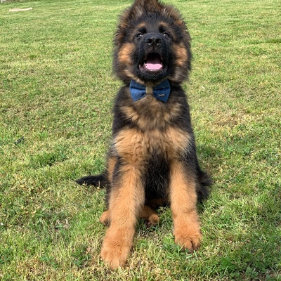 Denim Dog Bow - Etsy