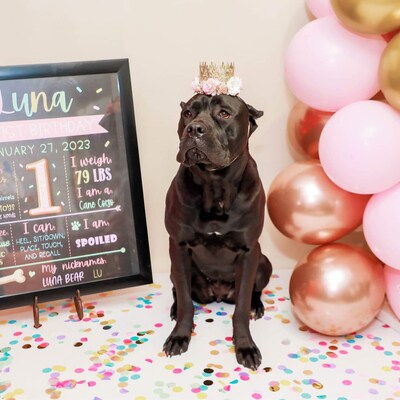 Dog First Birthday Sign, Puppy 1st Birthday Poster, Puppy First ...