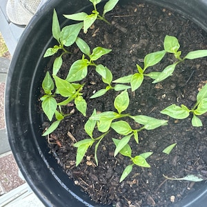 Philippine Siling Labuyo Department of Agriculture Hot Sili Seeds - Etsy