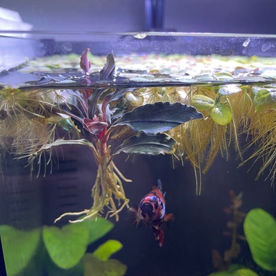 BUY 2 GET 1 FREE Bucephalandra Buce Godzilla Kedagang Red Easy Live ...