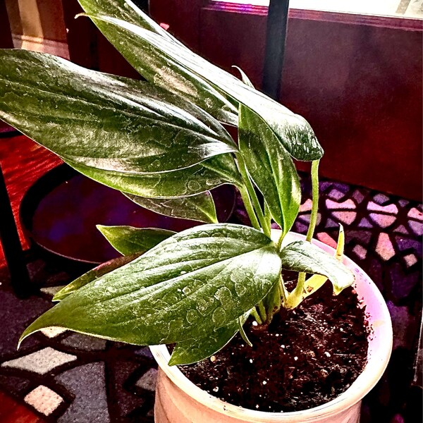 Rhaphidophora Decursiva- Dragon Tail *** Super Rare Limited *** - Rare ...