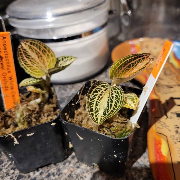 Large Size Jewel Orchid, Ludochilus 'sea Turtle', Live House Plant ...