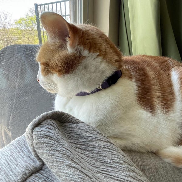 Dog Tag, Leather Tag, Silent ID Tag, Personalized Dog Tag, Small Dog ...