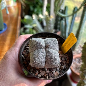Mammillaria Microthele Cactus Crest Rare Specimen in 4.25 Inch Pot I 91 ...