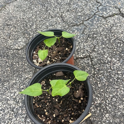 Fragrant Corkscrew Vine, Phaseolus Caracalla, 5 Rare Seeds, Tropical ...