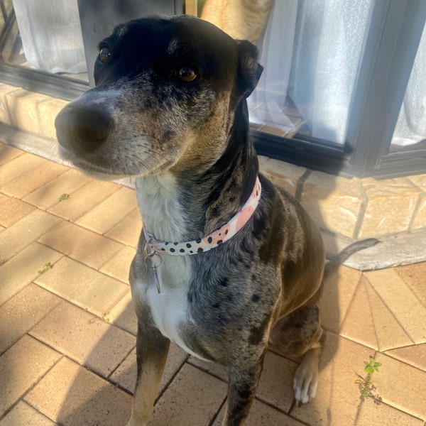 Pink Dog Leash, Herringbone Dog Leash, Girl Dog Leash, 6 Ft Pet Leash ...