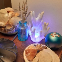 Coral Lamp + Gift for You | Sea Shell Lamp, Beach Gifts for Mom ...