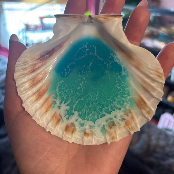 Pocket Hug Ocean Beachy Sea Creature Real Shell Friendship Gift Holiday ...