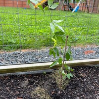 Florida Grove Pepper Seeds Super Hot Florida Firecracker Wild Grove ...