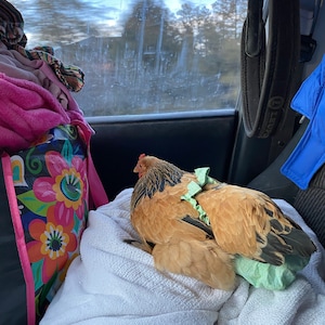 Chicken Diapers Large Perfect Chicken Diaper for Large Hens or Medium ...