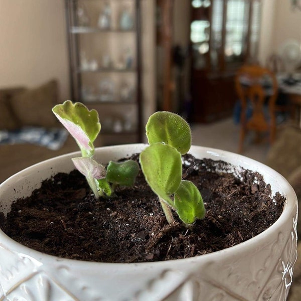 Kei Yoki African Violet Starter Plant (ALL PLANTS Require You to ...
