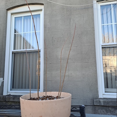 5 Red Maple Bare Root acer Rubrum - Etsy