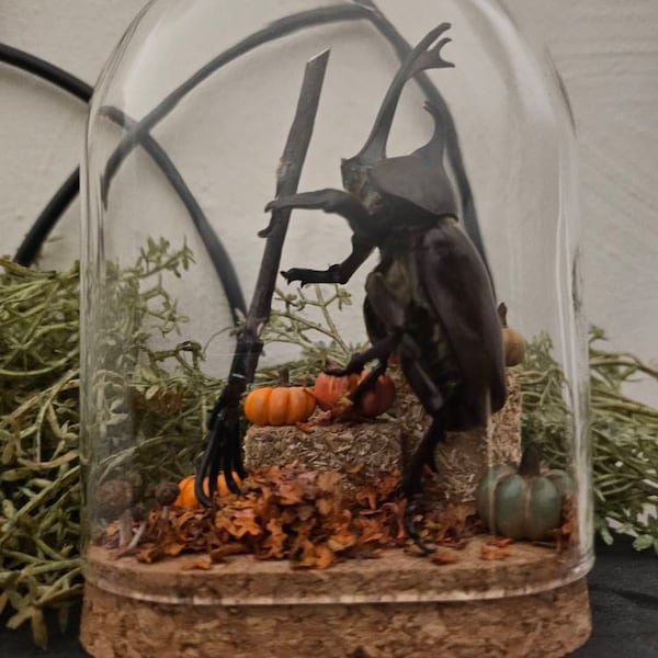 Giant Cicada & Empress Cicada Shadow Box Framed Quesada Gigas ...