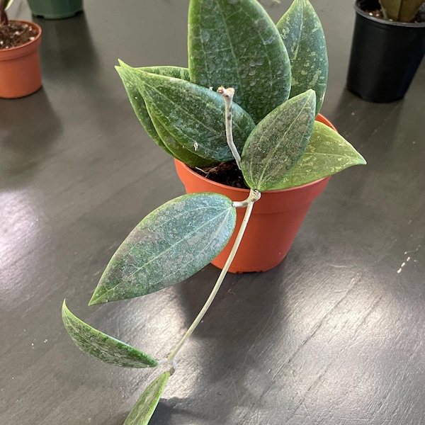 Hoya Wibergiae - Pink Splash Hoya - Live Plant in 4” Pot - Etsy