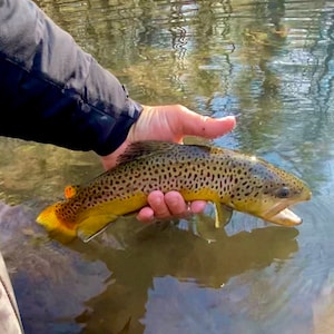 Hydropsyche Caddis Larva Trout Flies Colorado Fly Fishing Flies Caddis ...