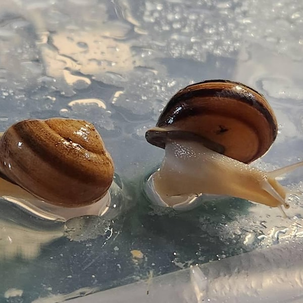 Pet Snails Terrarium 12'x12'x12', Made of Glass | Pet Snail Enclosure ...