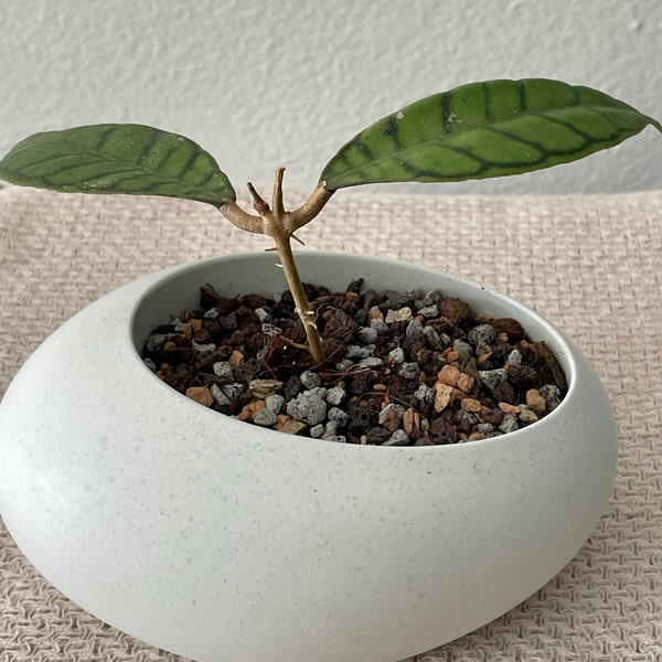 Concrete Minimalist Planter, Slanted Pot, Table Centerpiece ...