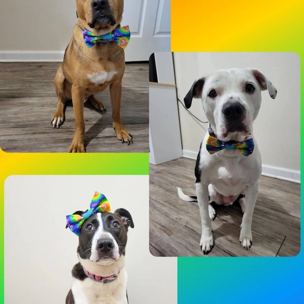 Tye Dye Dog Bow, Dog Bow, Dog Bowties, Dog Collar Accessories, Tye Dye ...