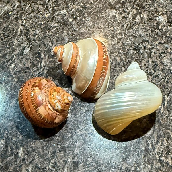 Conch Seashell Shell, Bahama Conch 8-10" - Etsy