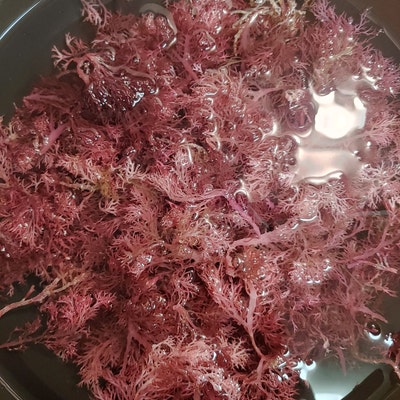 Stinking Toe Powder Hymenaea Courbaril No GMO 100% - Etsy