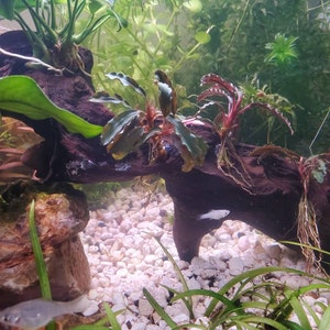 BUY 2 GET 1 FREE Bucephalandra Buce Godzilla Kedagang Red Easy Live ...