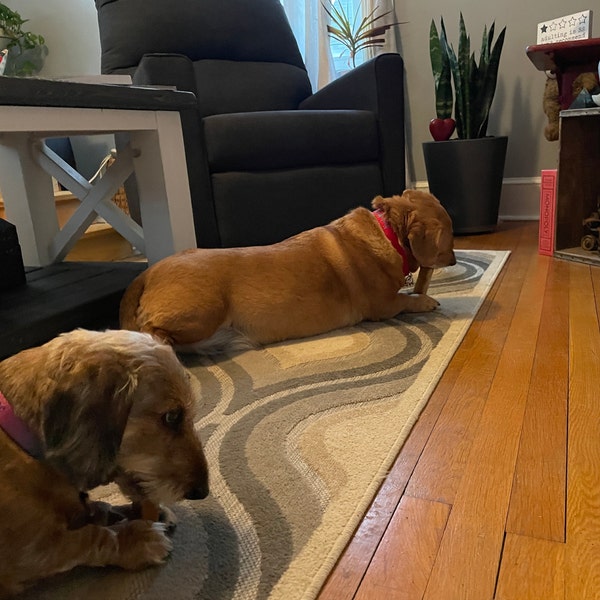 2 Pack of Aloha Crunch Bites. Churpi Yak Himalayan Puffs Infused With ...