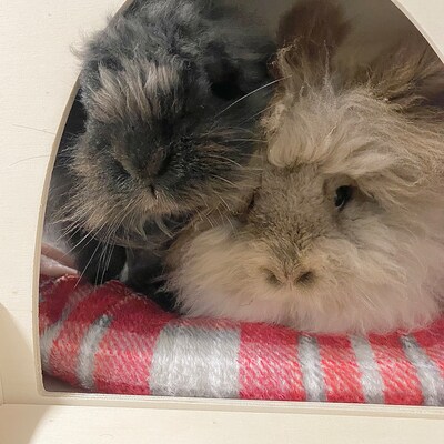 Slot Together Wooden Rabbit Bunk Bed - Etsy