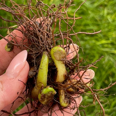 10 Wild Geraniums Plants Cranesbill Geranium Maculatum Organic Bare ...