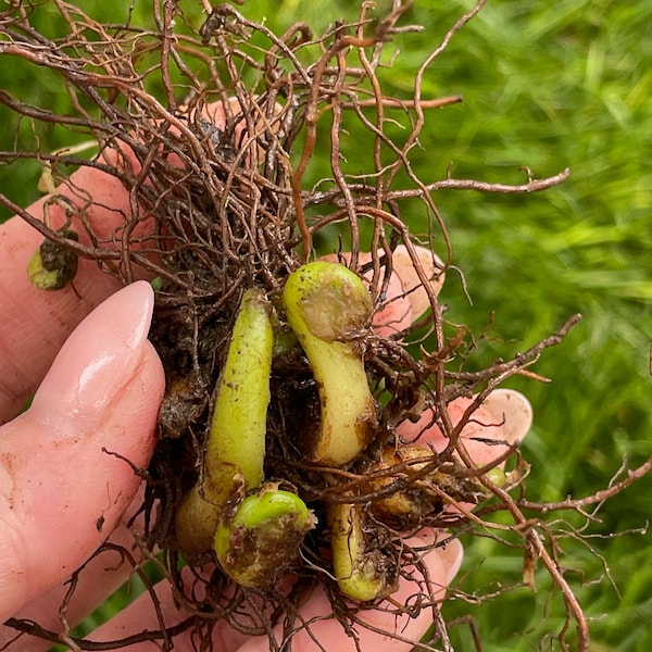 10 Lady Ferns Bare Root Athyrium Filix-femina Woodland Perennial Plant ...